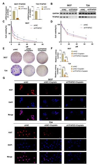 TFAP2C Knockdown Sensitizes Bladder Cancer Cells to Cisplatin Treatment ...