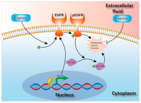 TFAP2C Knockdown Sensitizes Bladder Cancer Cells to Cisplatin Treatment ...