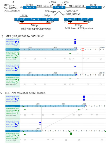 Identification of Novel MET Exon 14 Skipping Variants in Non-Small Cell Lung Cancer Patients: A ...