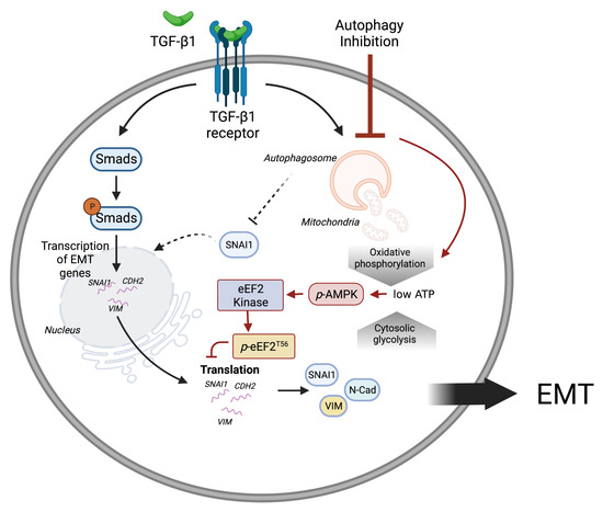Regulation of TGF-β1-Induced EMT by Autophagy-Dependent Energy Metabolism in Cancer Cells