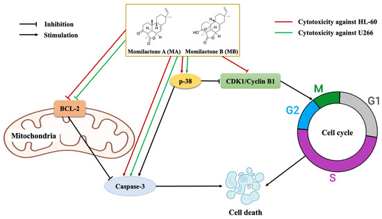 Cytotoxic Mechanism of Momilactones A and B against Acute Promyelocytic ...