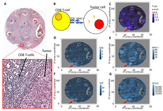 Spatial Transcriptomic Analysis Reveals Associations between Genes and ...