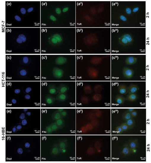 Cholesterol-Inulin Conjugates for Efficient SN38 Nuclear Delivery ...