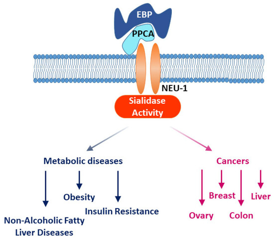 Cancers | Free Full-Text | Neuraminidase-1: A Sialidase Involved in the ...