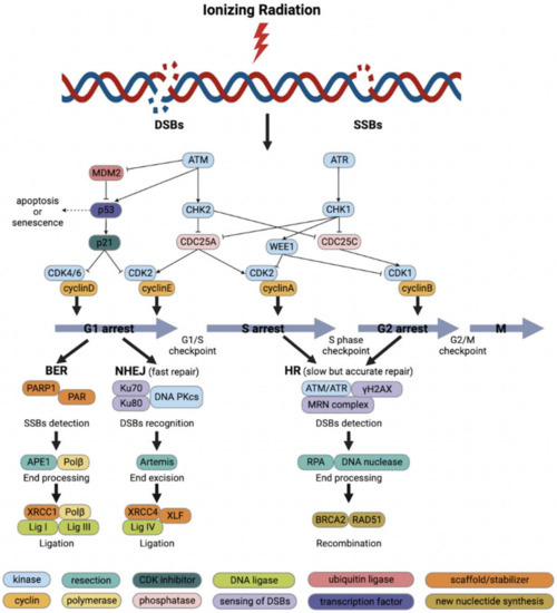 Targeting the DNA Damage Response and DNA Repair Pathways to Enhance ...