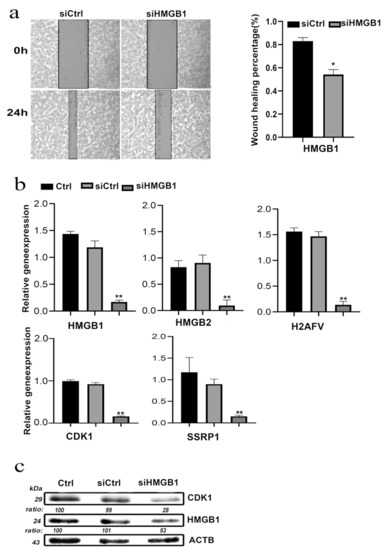 Cancers | Free Full-Text | Oncogenic Role of HMGB1 as An Alarming in ...