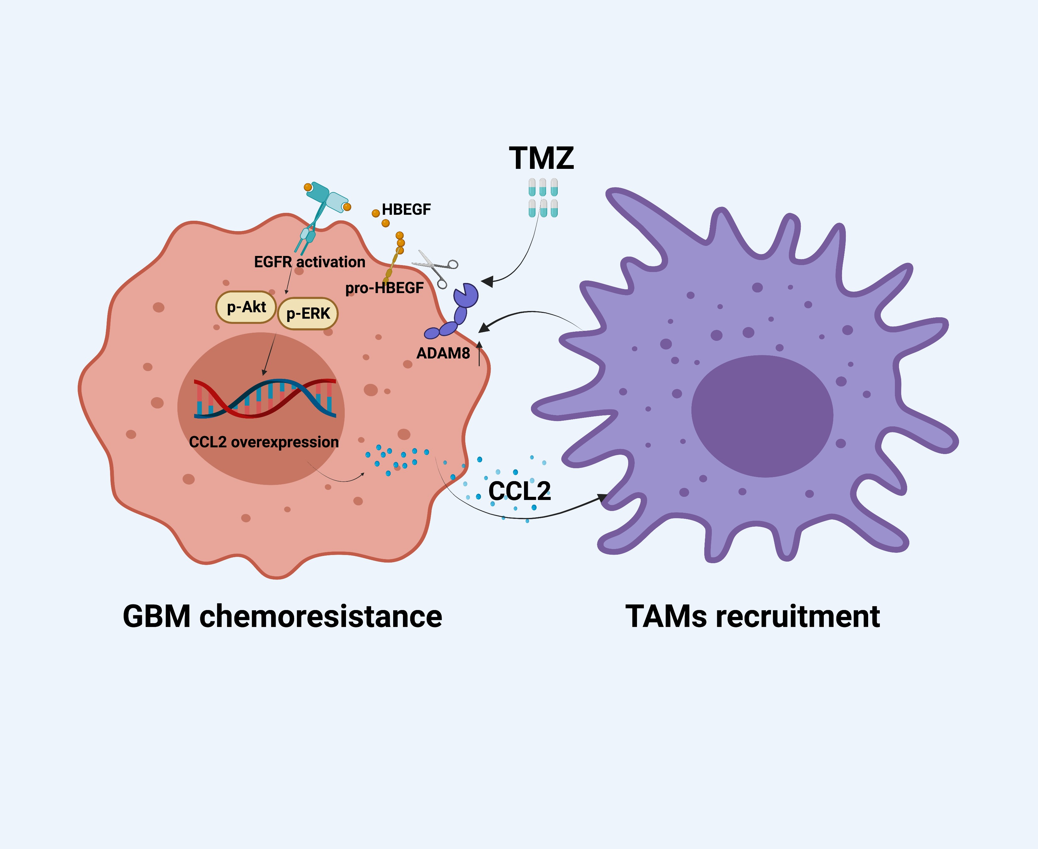 Cancers | Free Full-Text | The GBM Tumor Microenvironment as a ...