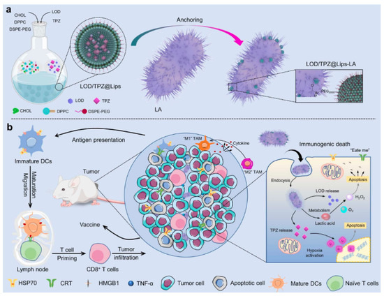 Recent Advances in Bacteria-Based Cancer Treatment