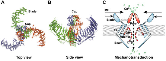 Mechanosensitive Ion Channel PIEZO1 Signaling in the Hall-Marks of ...