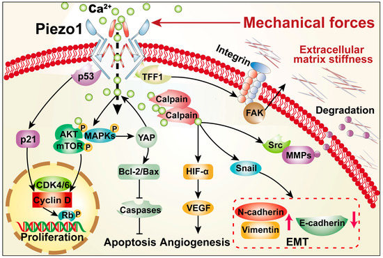 Mechanosensitive Ion Channel PIEZO1 Signaling in the Hall-Marks of Cancer: Structure and Functions