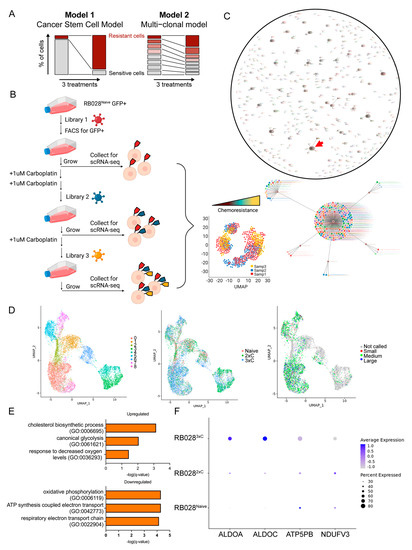 Cancers | Free Full-Text | Early Mechanisms of Chemoresistance in ...