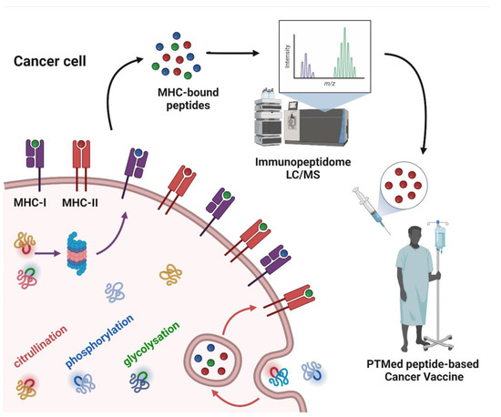 Mining the Immunopeptidome for Antigenic Peptides in Cancer