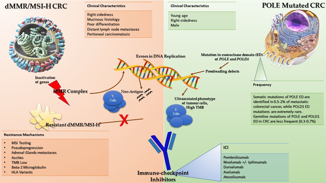 Cancers | Free Full-Text | Immune-Checkpoint Inhibitors (ICIs) in ...