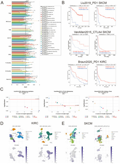 Cancers | Free Full-Text | The Inflammasomes Adaptor Protein PYCARD Is ...