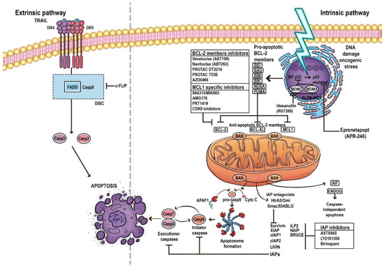 Targeting Apoptosis in AML: Where Do We Stand?
