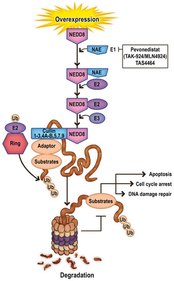 Targeting Apoptosis in AML: Where Do We Stand?