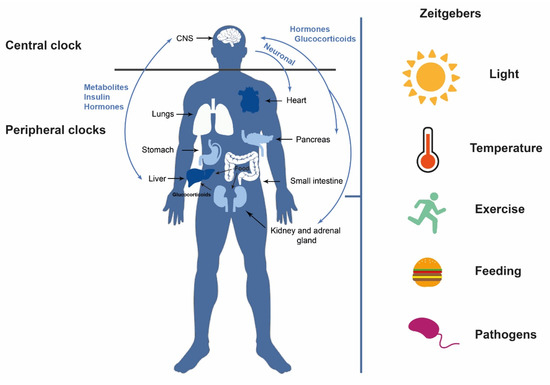 Cancers | Free Full-Text | Chronotherapy: Circadian Rhythms and Their Influence in Cancer Therapy