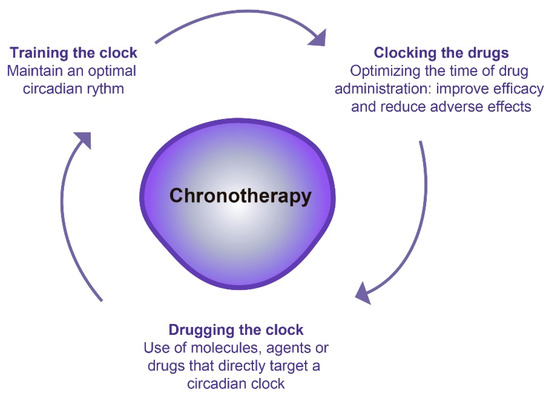 Chronotherapy: Circadian Rhythms and Their Influence in Cancer Therapy
