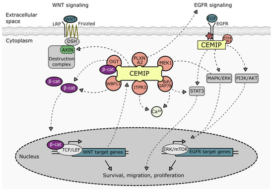 CEMIP, a Promising Biomarker That Promotes the Progression and ...