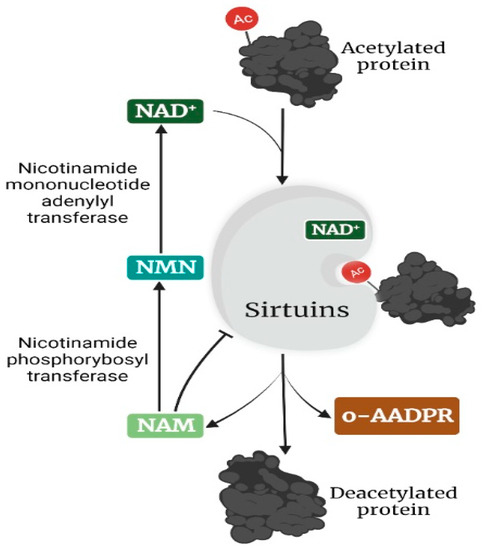 The Mechanistic Roles of Sirtuins in Breast and Prostate Cancer