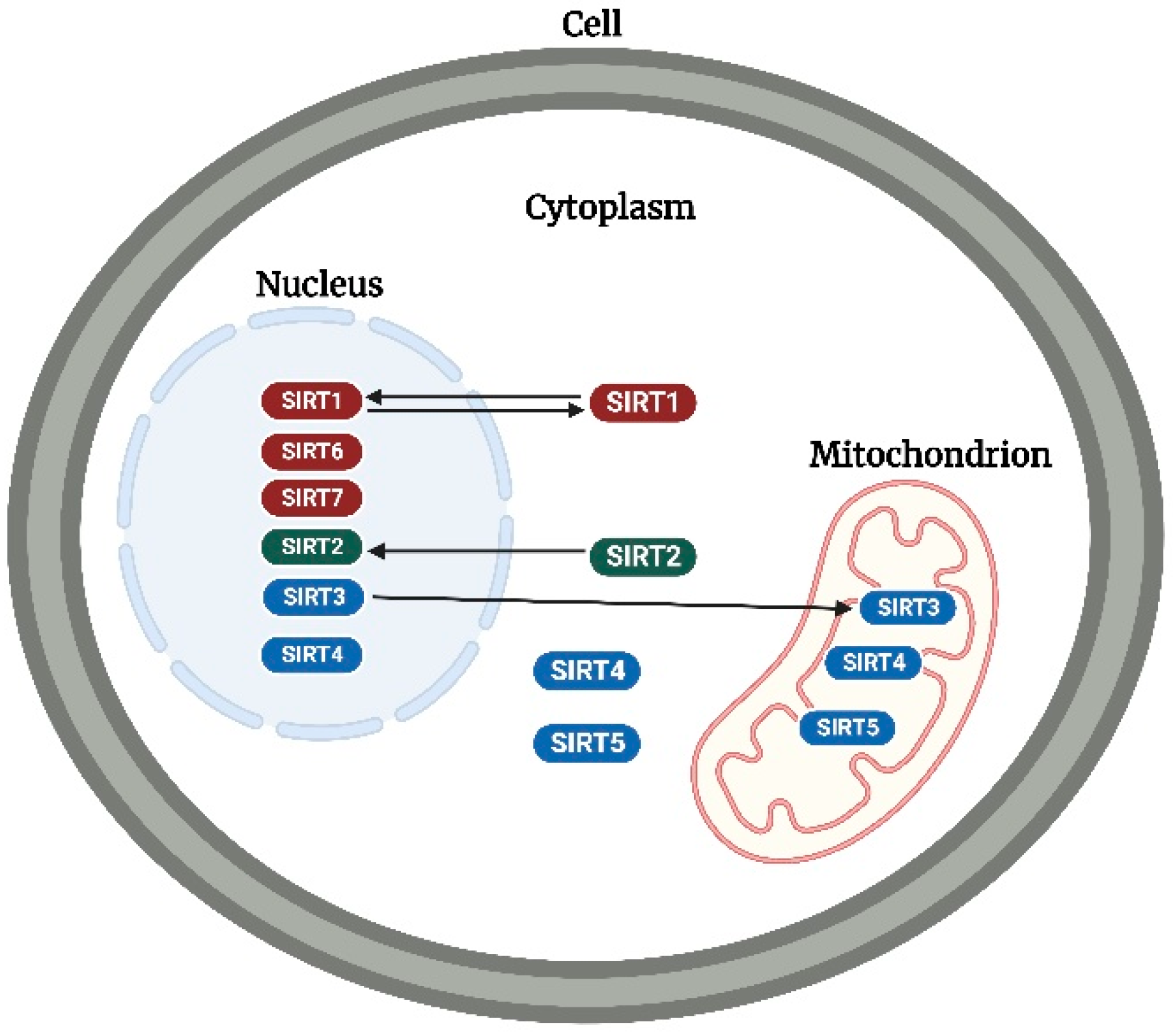 The Mechanistic Roles of Sirtuins in Breast and Prostate Cancer