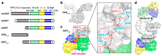 The Emerging Roles of Protein Interactions with O-GlcNAc Cycling ...