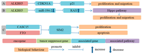 The Role of m6A Modification and m6A Regulators in Esophageal Cancer