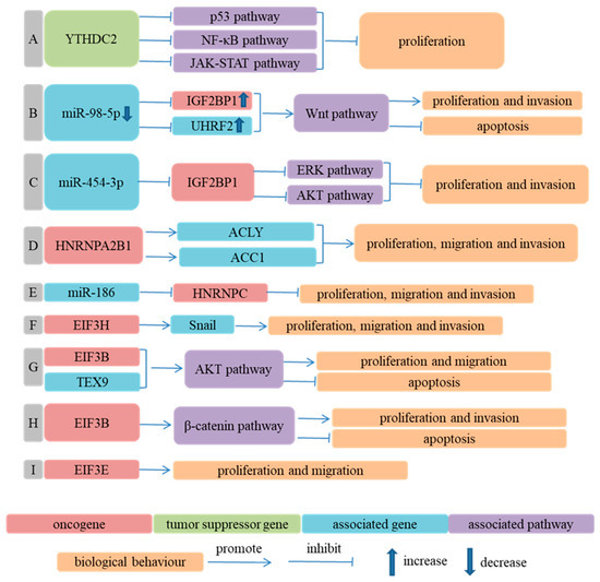 The Role of m6A Modification and m6A Regulators in Esophageal Cancer