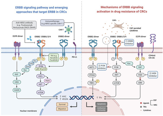 Cancers | Free Full-Text | Emerging Role of ERBB2 in Targeted Therapy for Metastatic Colorectal ...