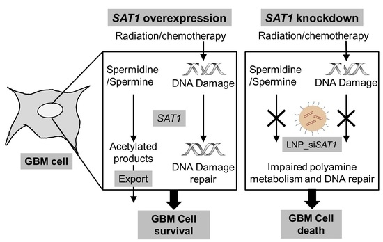 Cancers | Free Full-Text | Spermidine/Spermine N1-Acetyltransferase 1 ...
