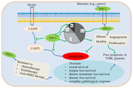 The Prognostic and Therapeutic Implications of the Chemoresistance Gene ...