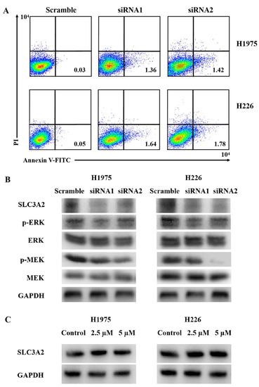 Both In Situ and Circulating SLC3A2 Could Be Used as Prognostic Markers ...