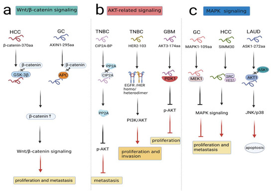Cancers | Free Full-Text | A Whole New Comprehension about ncRNA-Encoded Peptides/Proteins in ...
