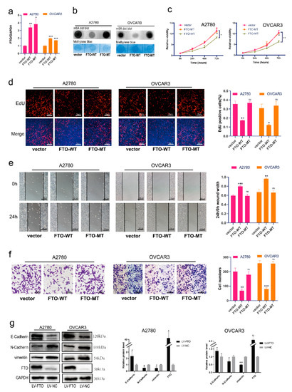 FTO Inhibits Epithelial Ovarian Cancer Progression by Destabilising ...