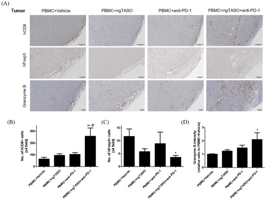 Cancers Free Full Text Next Generation Antisense Oligonucleotide Of
