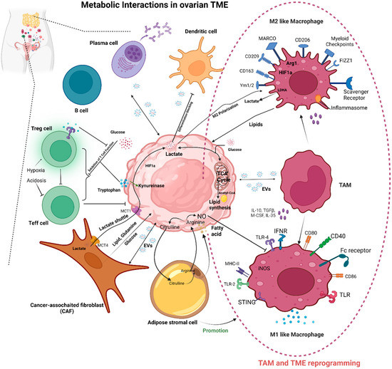Metabolic Reprogramming in Tumor-Associated Macrophages in the Ovarian Tumor Microenvironment