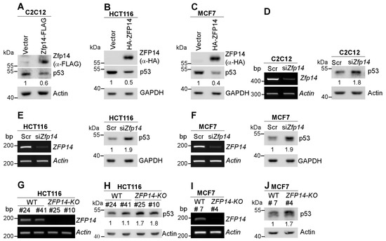 ZFP14 Regulates Cancer Cell Growth and Migration by Modulating p53 ...