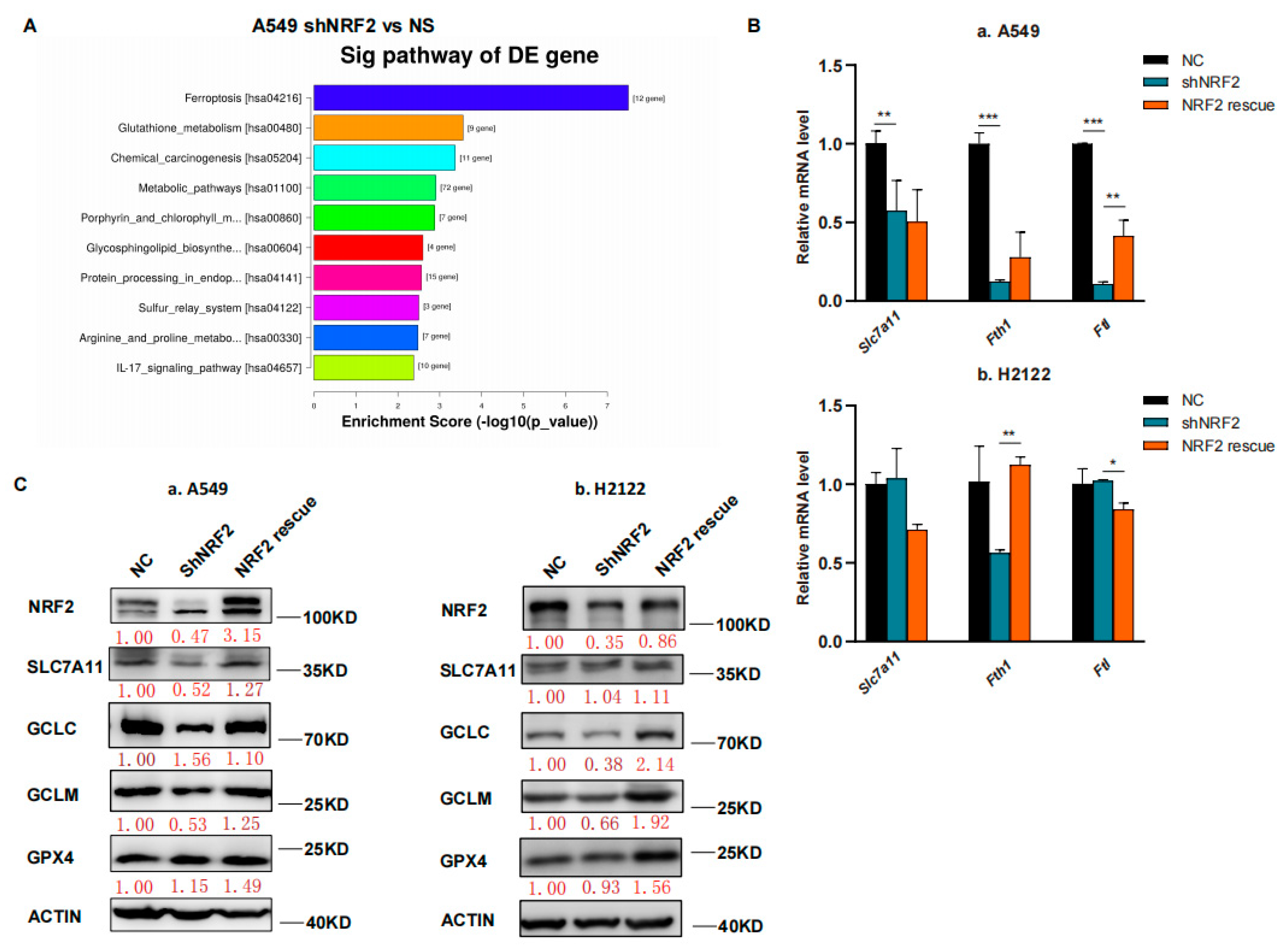 The RSL3 Induction of KLK Lung Adenocarcinoma Cell Ferroptosis by Inhibition of USP11 Activity ...
