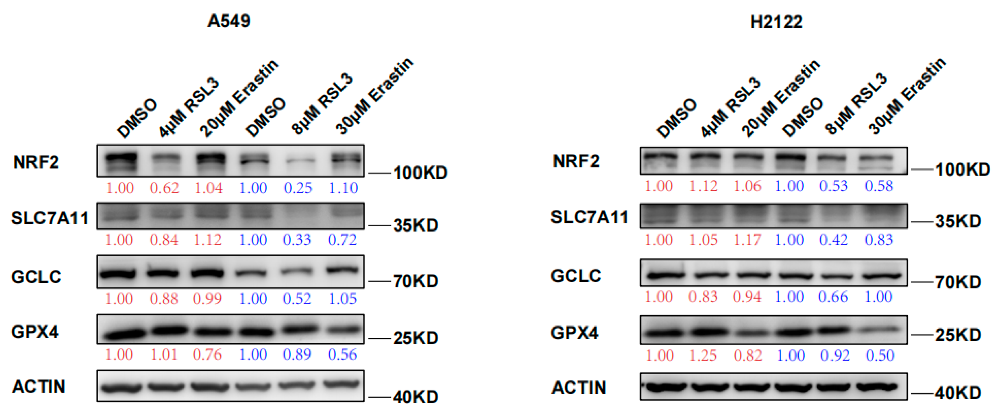 The RSL3 Induction of KLK Lung Adenocarcinoma Cell Ferroptosis by ...