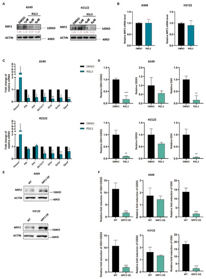 The RSL3 Induction of KLK Lung Adenocarcinoma Cell Ferroptosis by ...