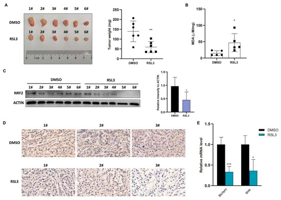 The RSL3 Induction of KLK Lung Adenocarcinoma Cell Ferroptosis by ...