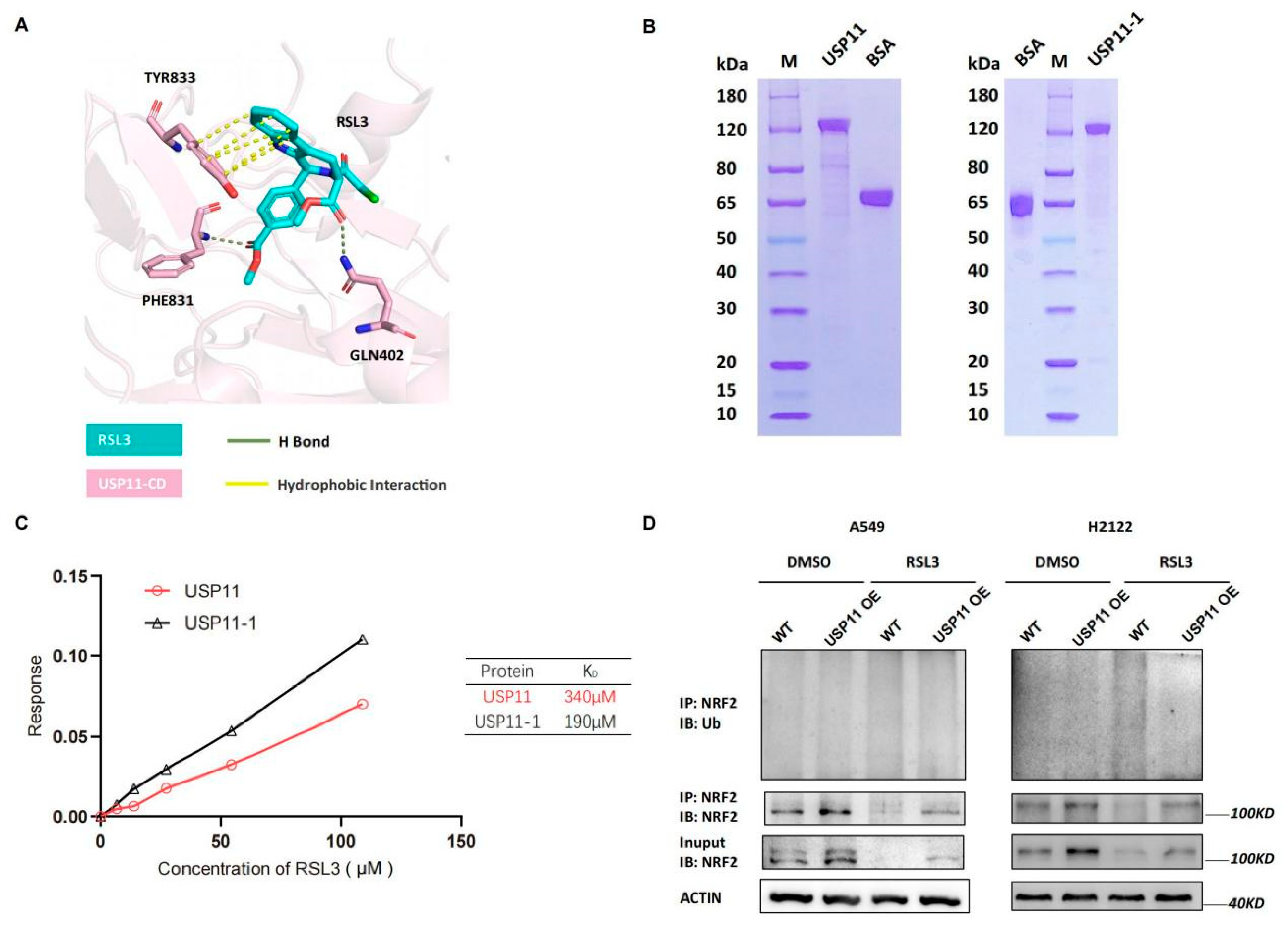 The RSL3 Induction of KLK Lung Adenocarcinoma Cell Ferroptosis by ...