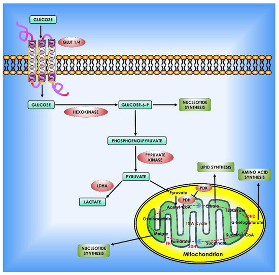Metabolic Pathways, Enzymes, and Metabolites: Opportunities in Cancer ...