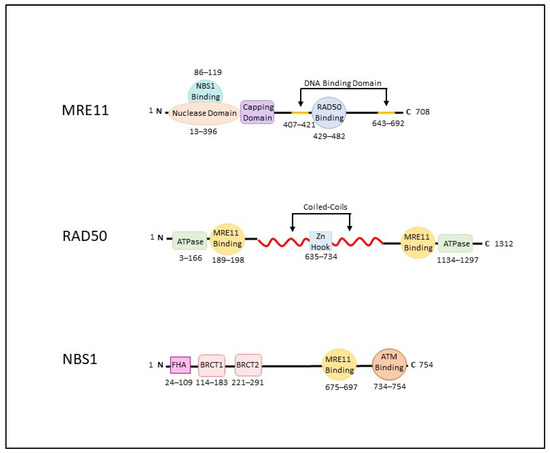 Cancers | Free Full-Text | DNA Repair Mechanisms, Protein Interactions ...