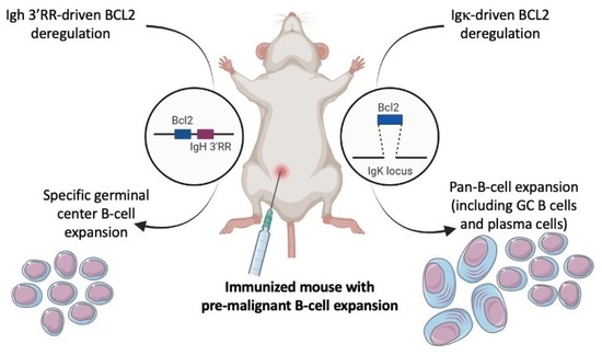 Cancers | Free Full-Text | Distinct B-Cell Specific Transcriptional ...