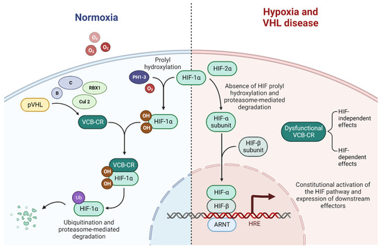 The Clinical and Molecular Features in the VHL Renal Cancers; Close or ...