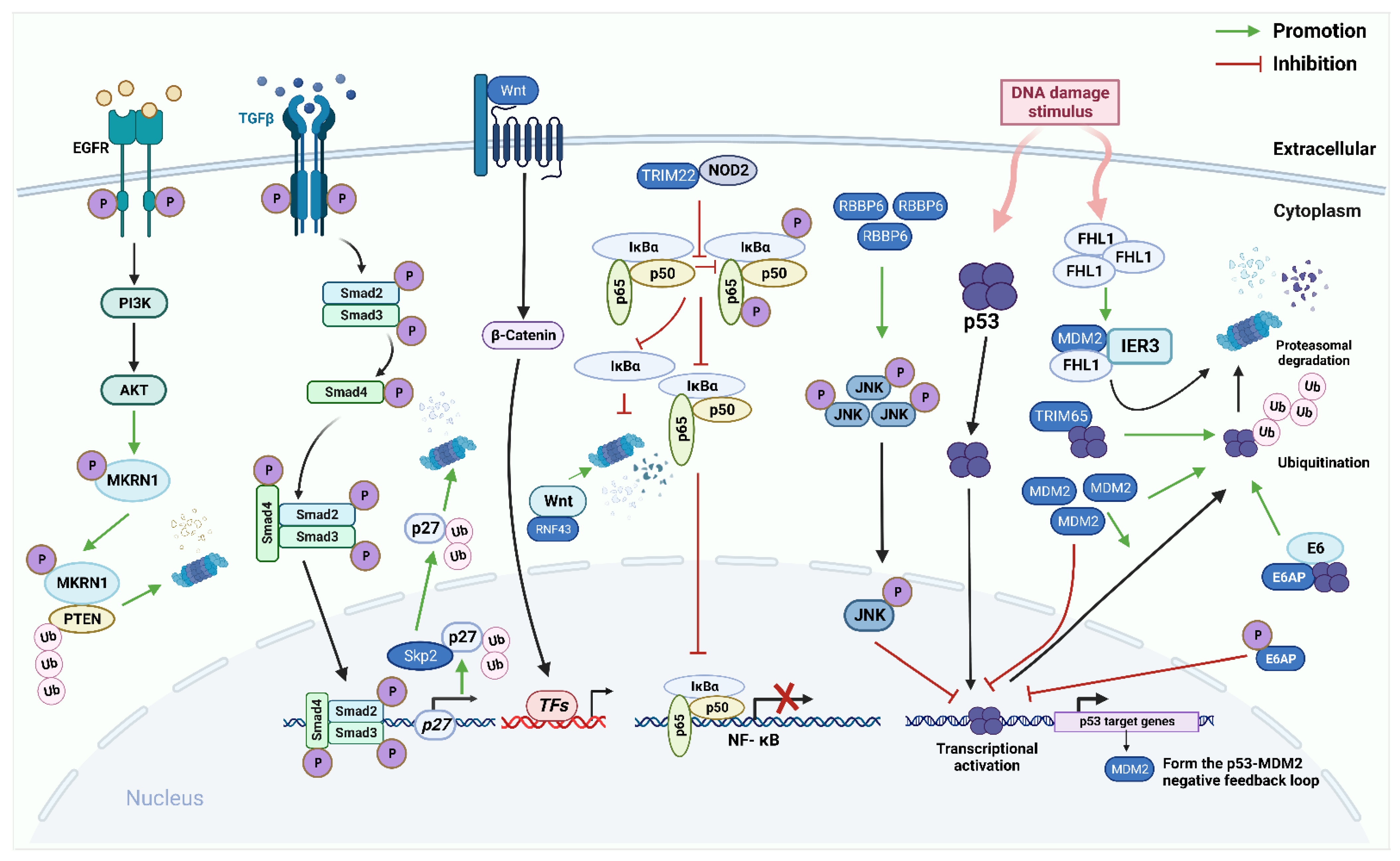 The E3 Ligases in Cervical Cancer and Endometrial Cancer