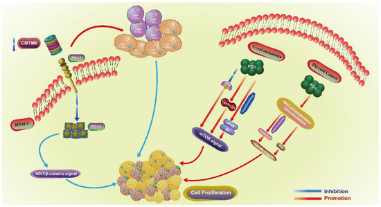 The Proliferative Role of Immune Checkpoints in Tumors: Double Regulation