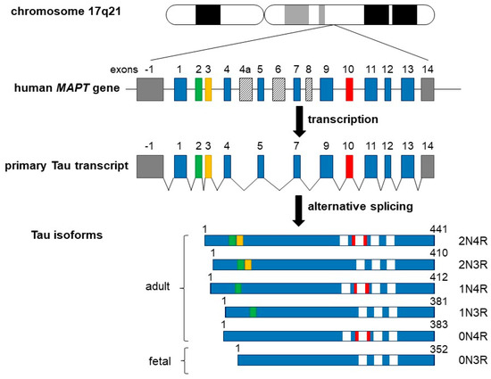 Tau Protein as Therapeutic Target for Cancer? Focus on Glioblastoma