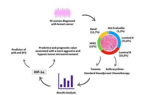 Cancers | Free Full-Text | Hypoxia-Inducible Factor-1 Alpha Expression ...